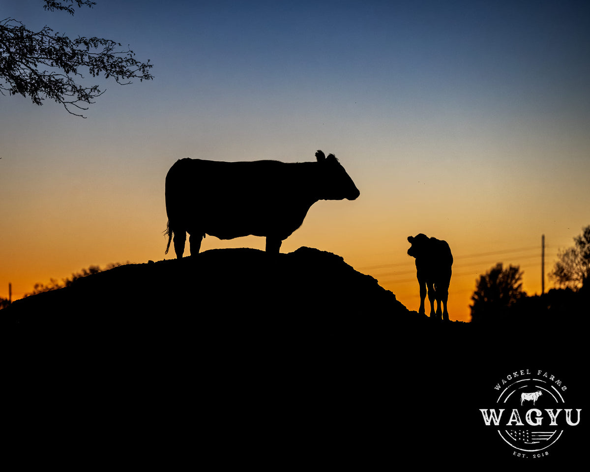 The Benefits of Raising Wagyu Cattle Without Growth Hormones – Plum ...