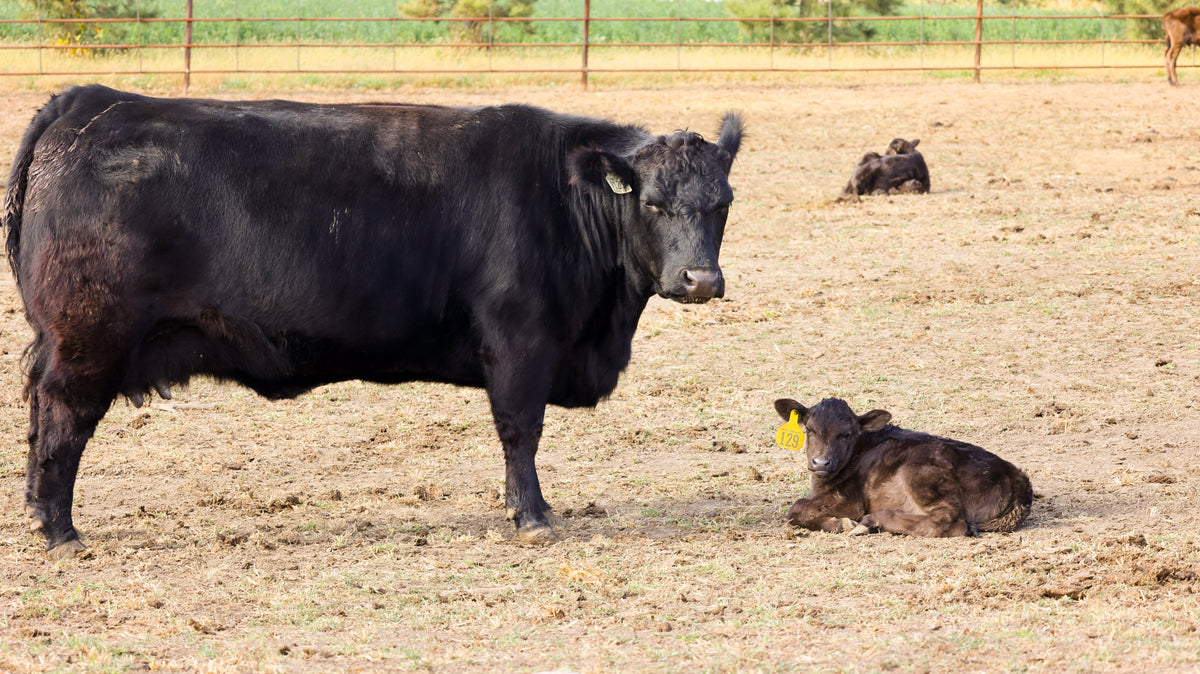 A Day in the Life of a Wagyu Rancher: Behind the Scenes at Plum Creek ...