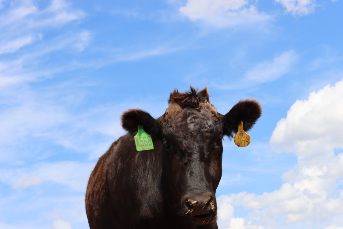 From Japan to the World: The Journey of Wagyu Cattle – Plum Creek Wagyu