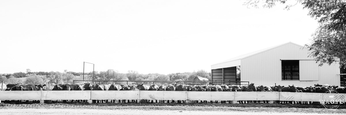 Sustainable Practices in Wagyu Cattle Farming – Plum Creek Wagyu